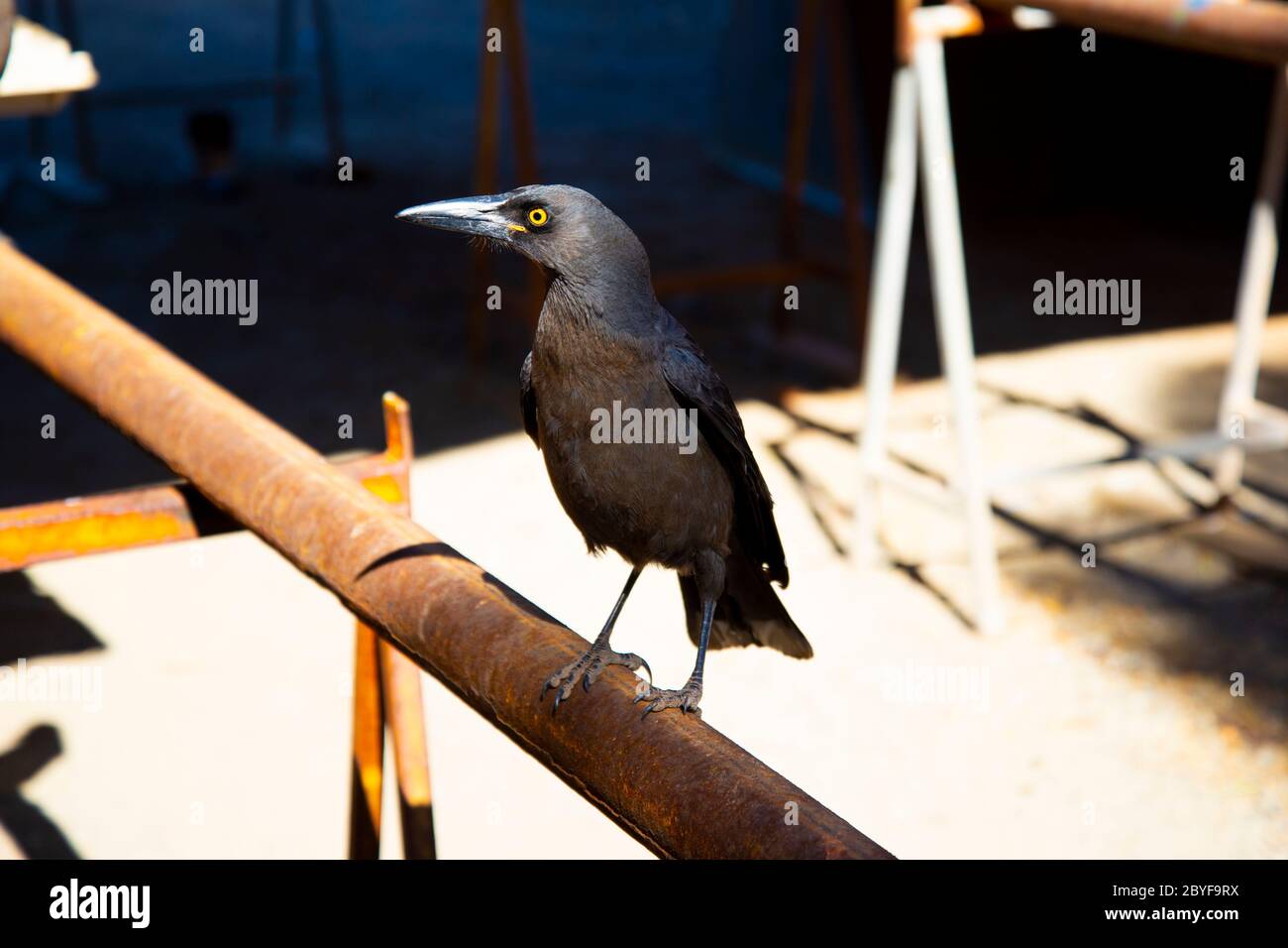 Currawong bird hi-res stock photography and images - Alamy