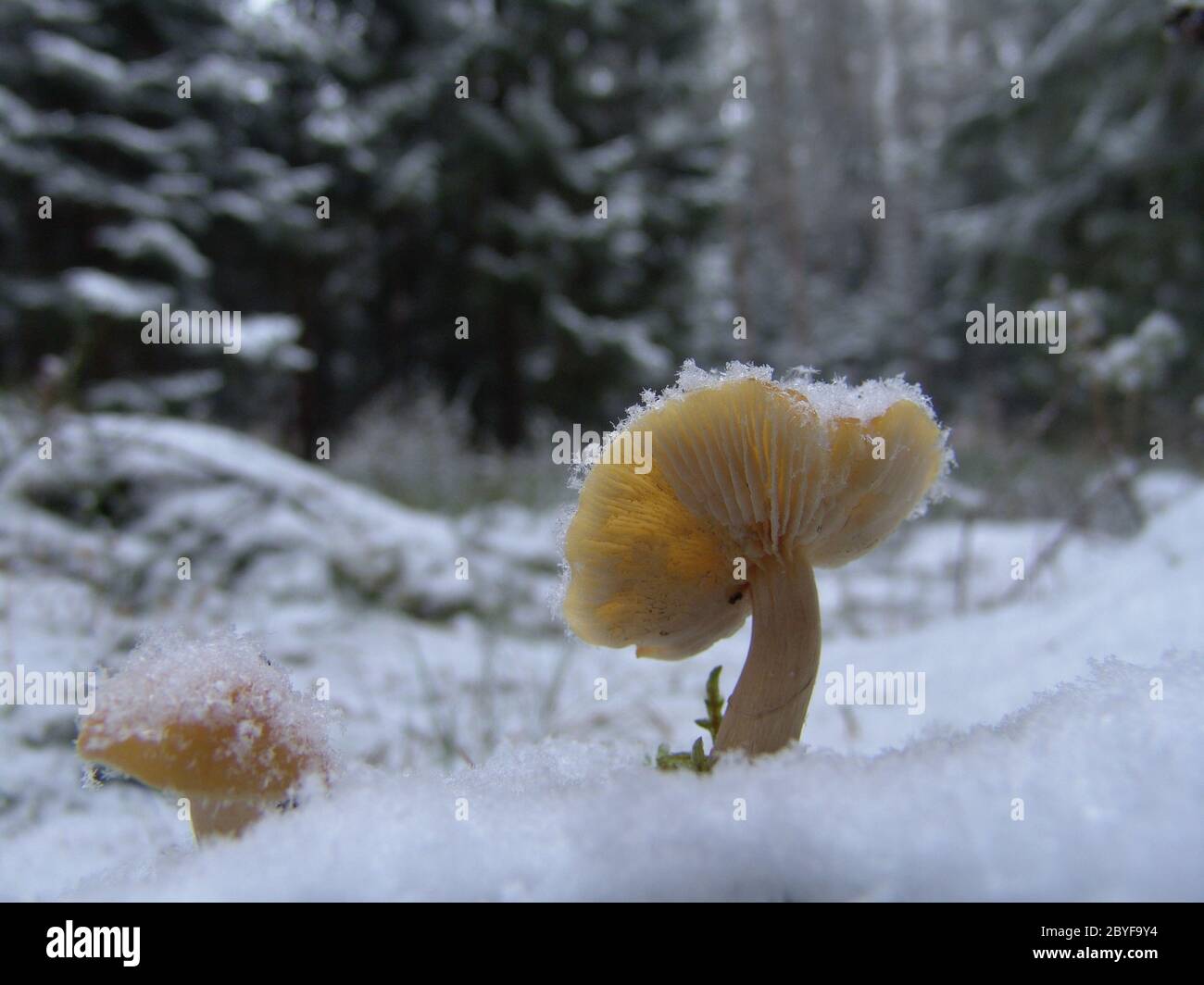 Fungi in snow hi-res stock photography and images - Alamy