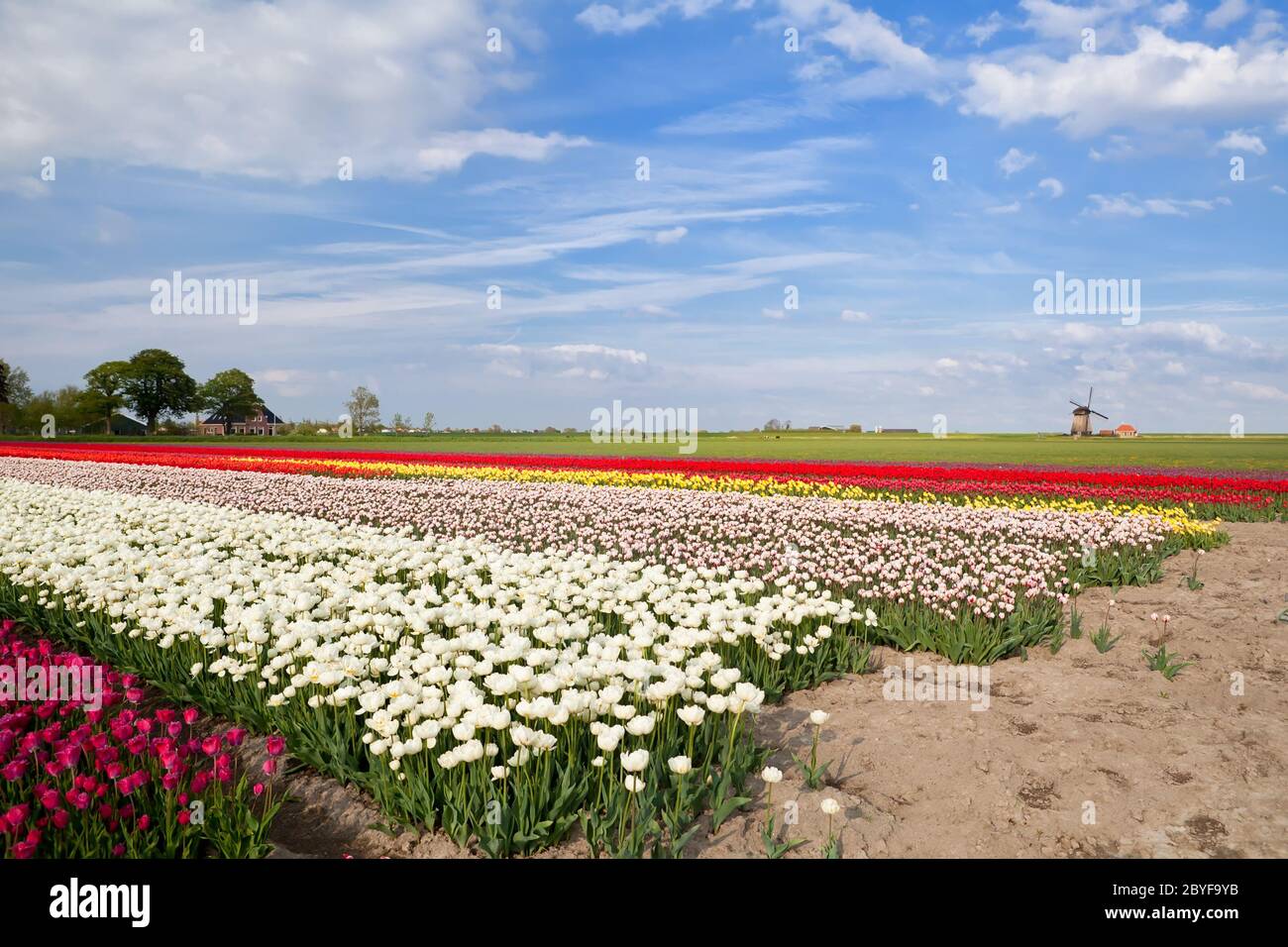 Spring flower fields on sunny hi-res stock photography and images - Alamy