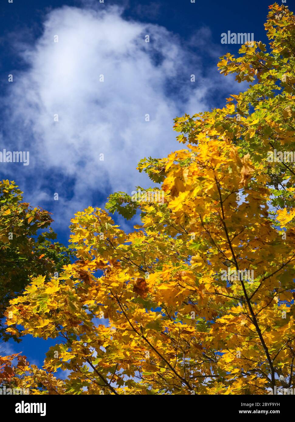 Tree wood forest blue sky autumn hi-res stock photography and images ...