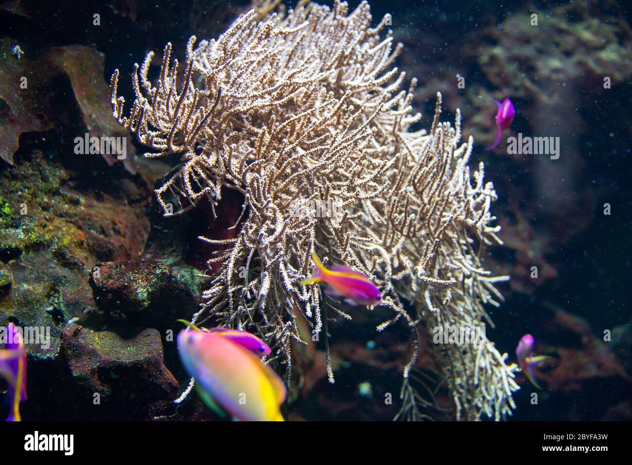 Tropical fish under the water Stock Photo - Alamy