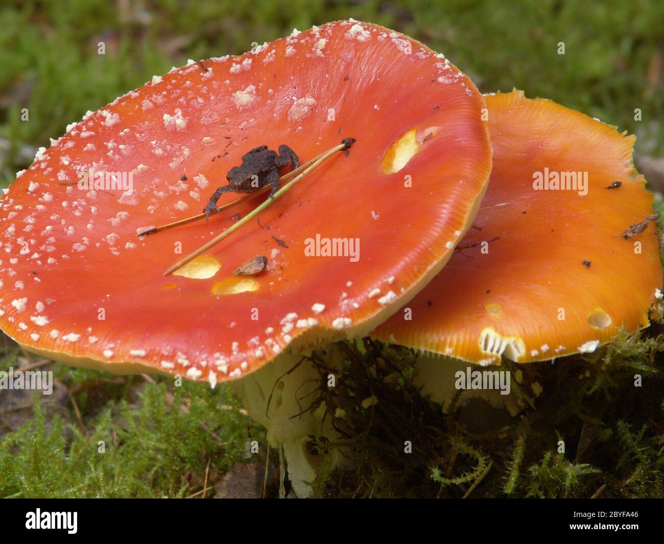 Toadstool frog hi-res stock photography and images - Alamy