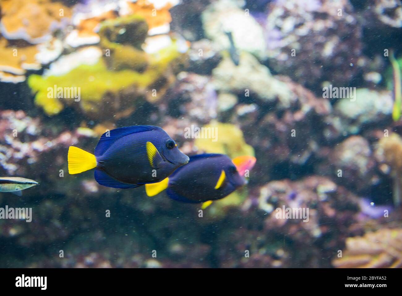 Tropical fish under the water Stock Photo - Alamy