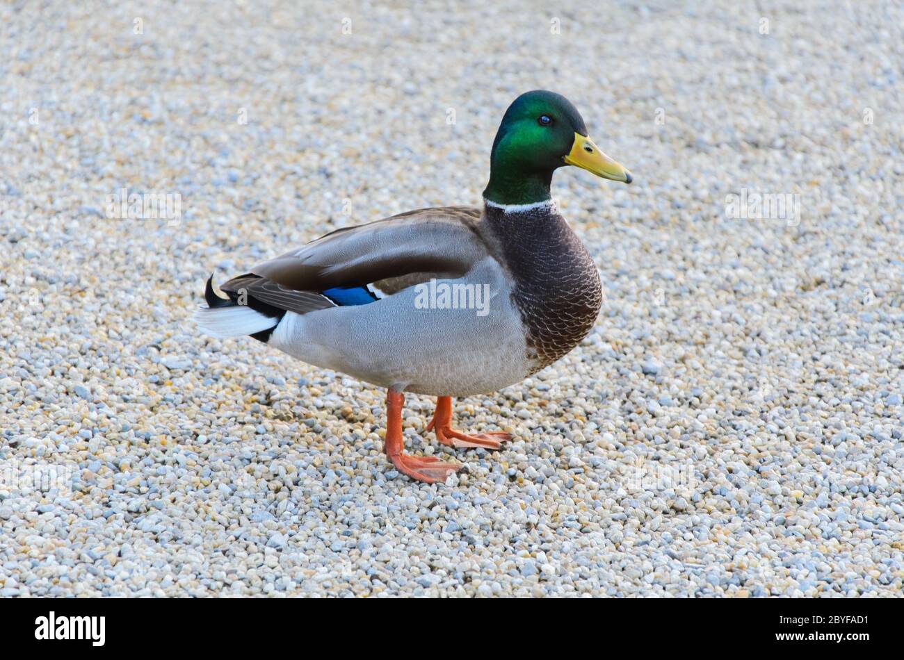 Duck grit hi-res stock photography and images - Alamy