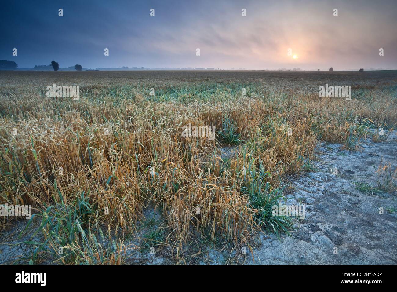 Summer sunrise over wheat field Stock Photo - Alamy