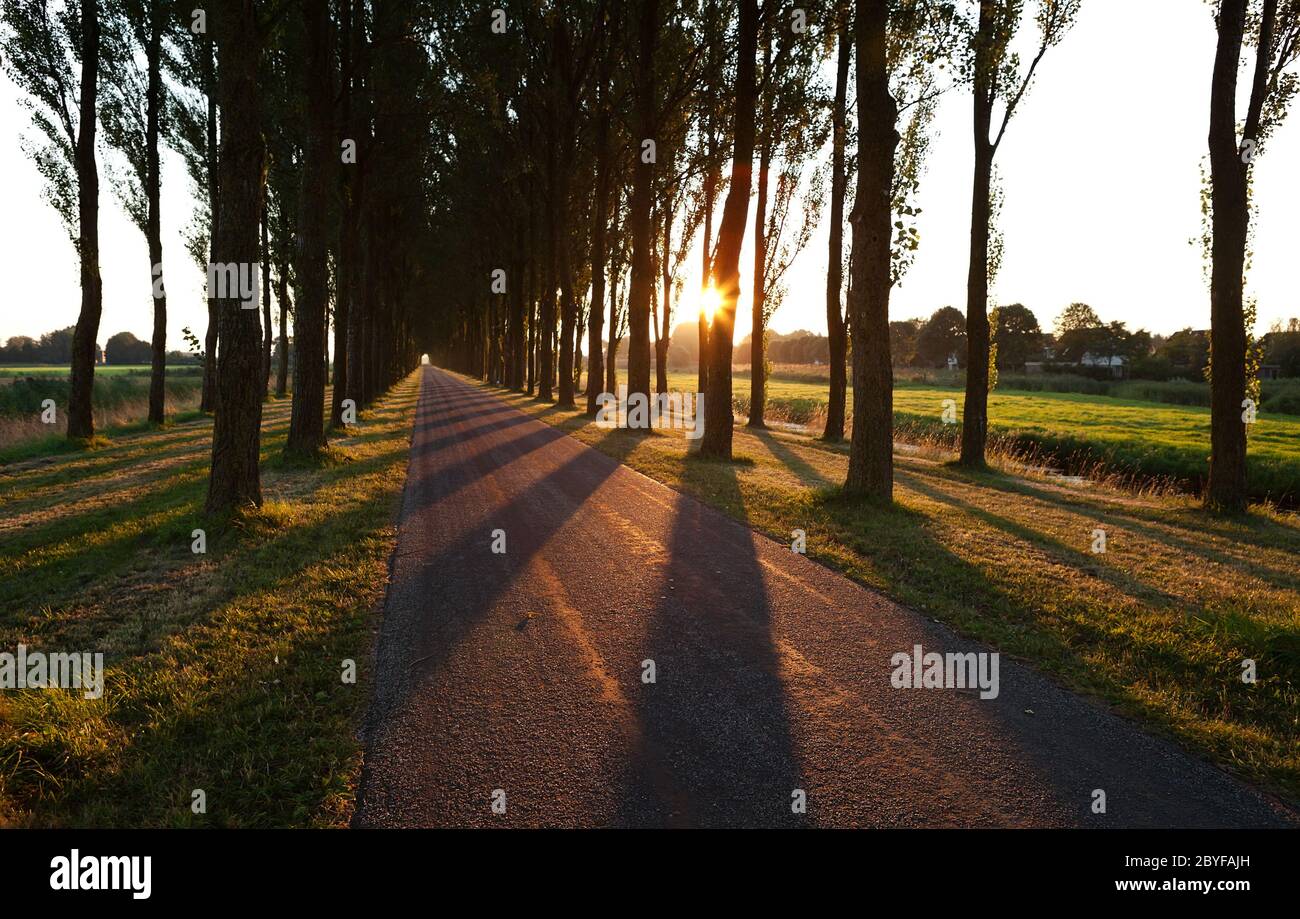 Sunshine through tree rows after sunrise Stock Photo - Alamy