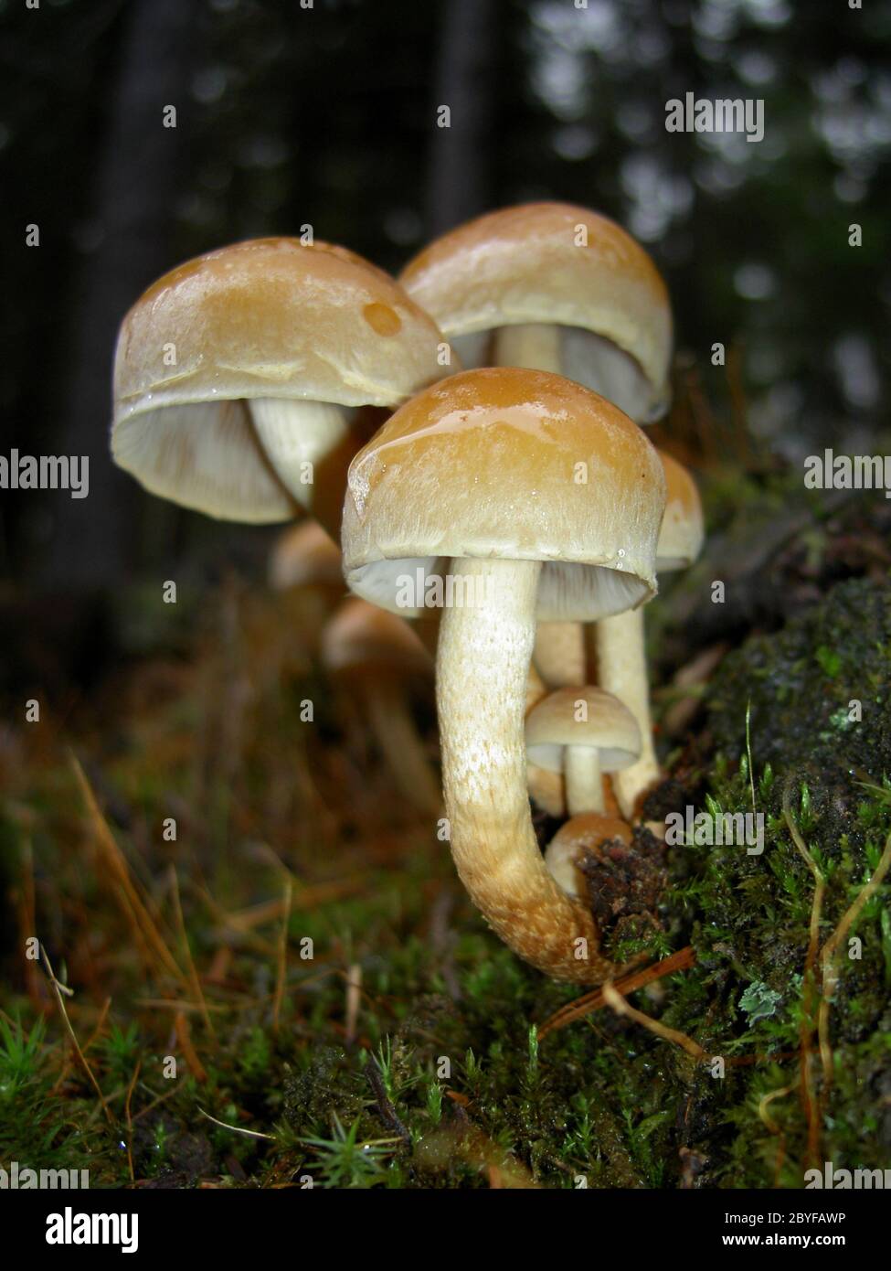 Grey leaved sulphur head hi-res stock photography and images - Alamy