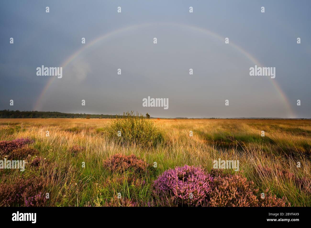 colorful rainbow over swamp with heather Stock Photo - Alamy