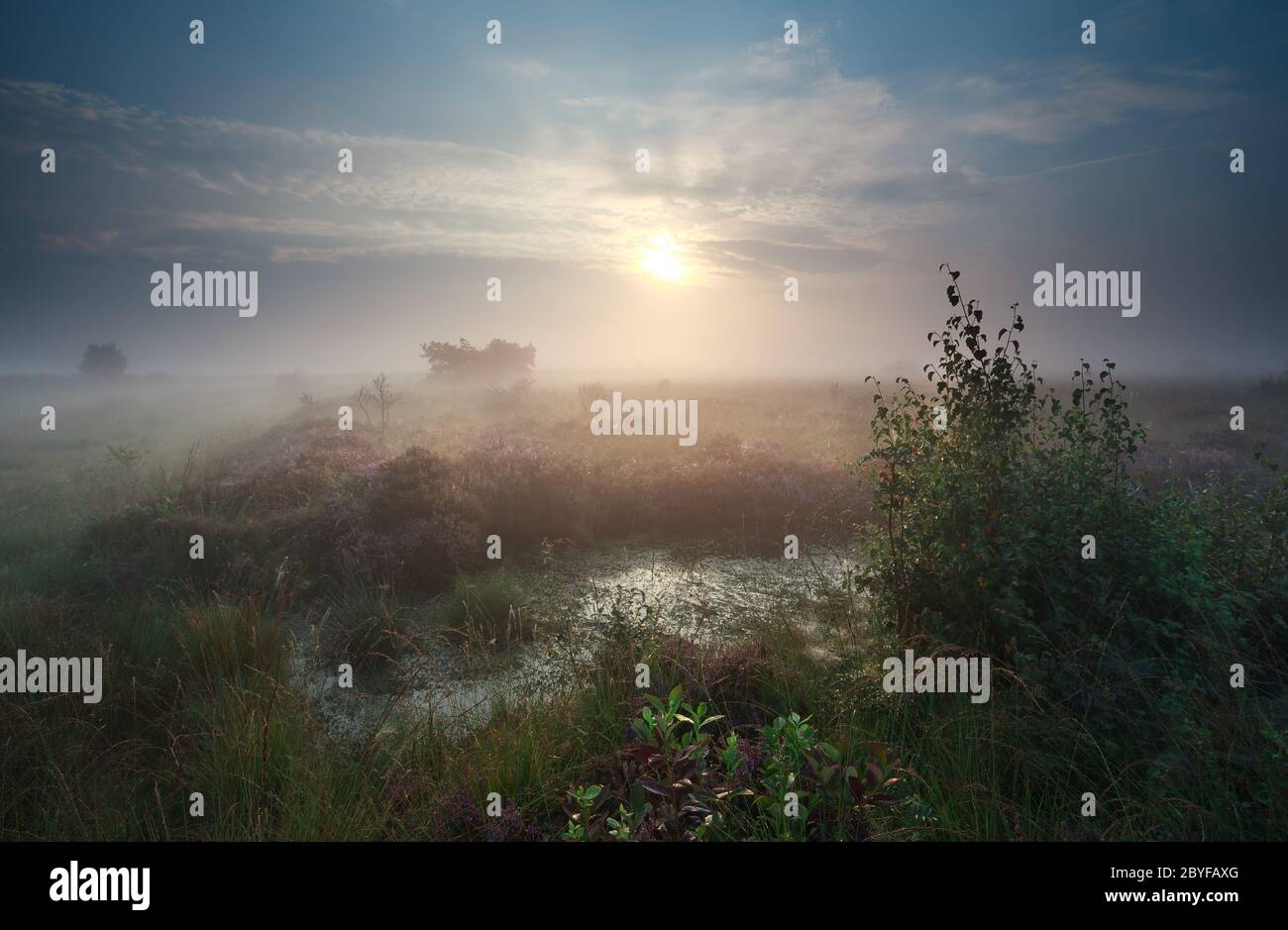 Marsh land mist hi-res stock photography and images - Alamy