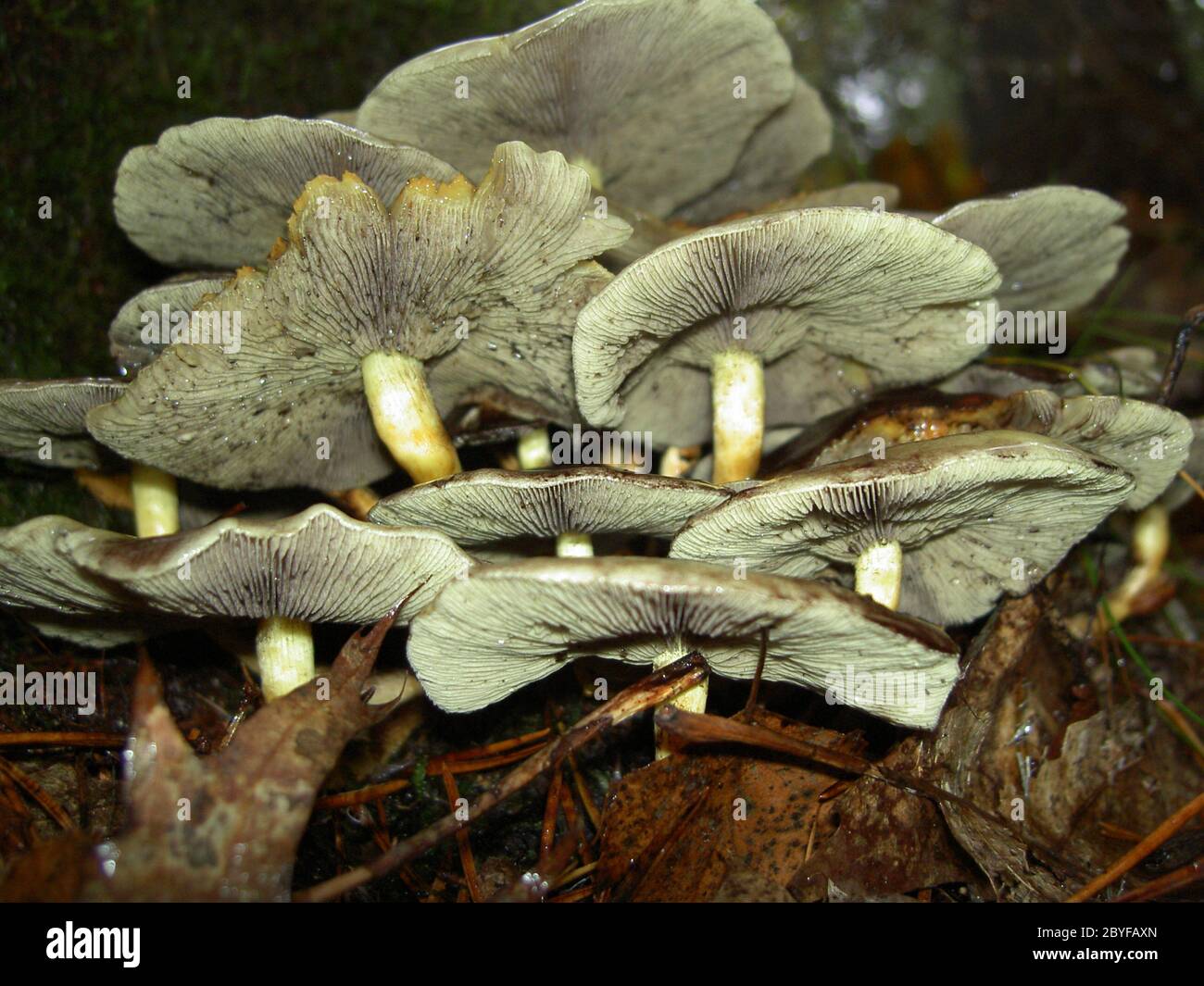 green-leaved sulfur head Stock Photo - Alamy