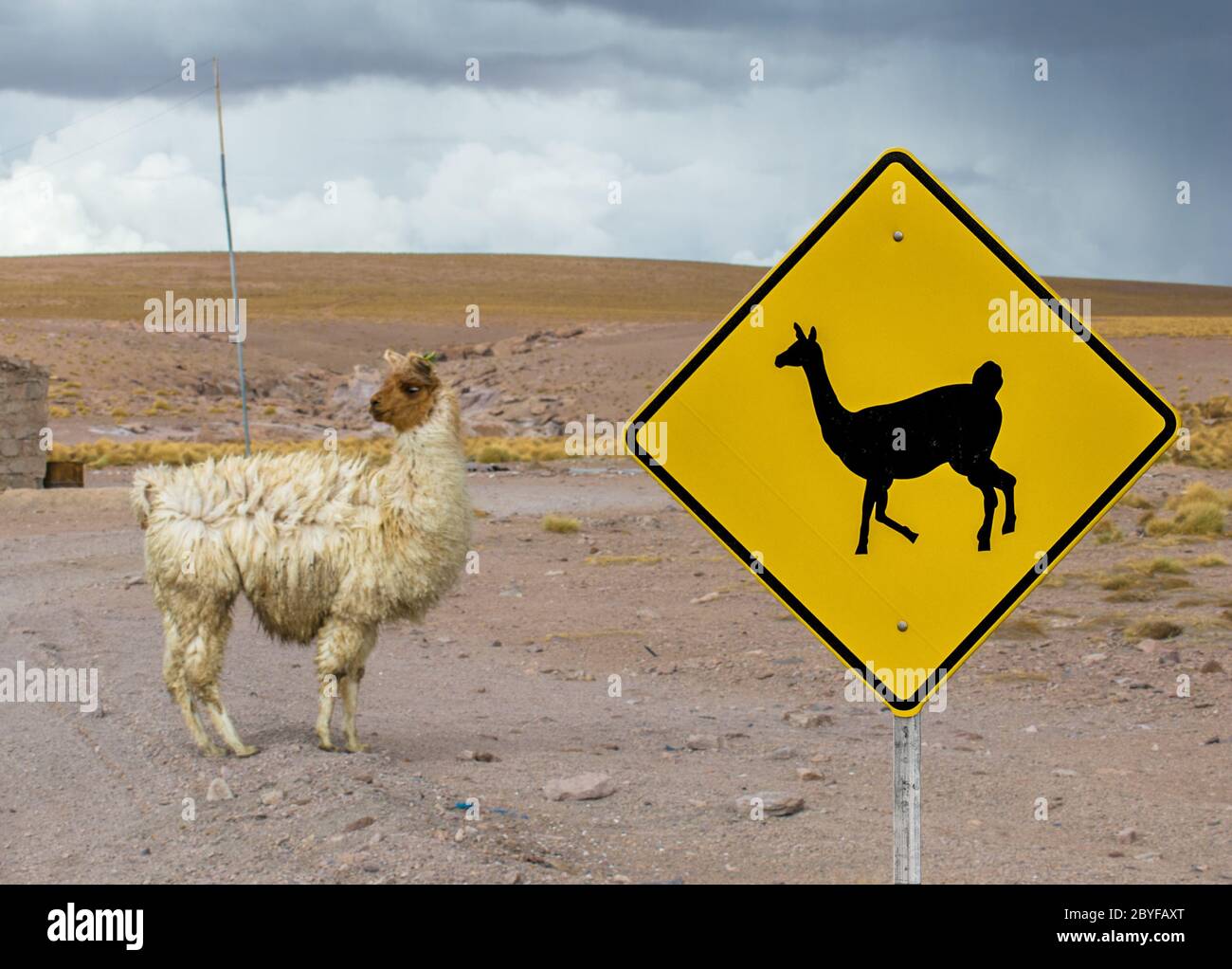 Lama crossing traffic sign, Altiplano, Bolivia Stock Photo - Alamy
