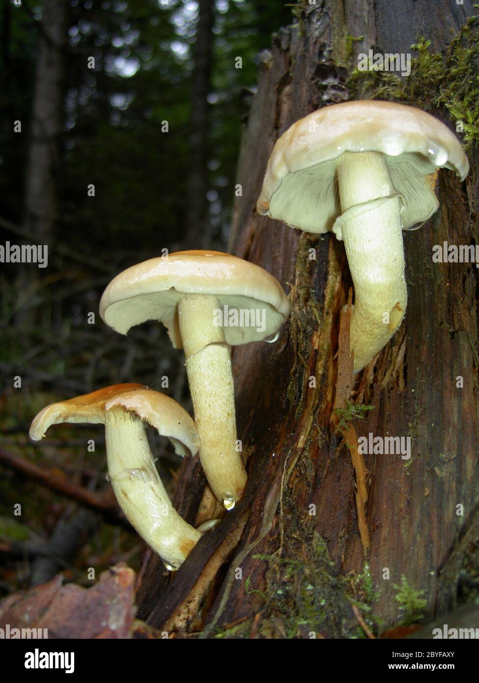 Sulfur wood hi-res stock photography and images - Alamy