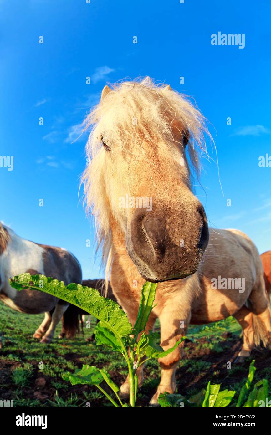 pony head close up Stock Photo - Alamy