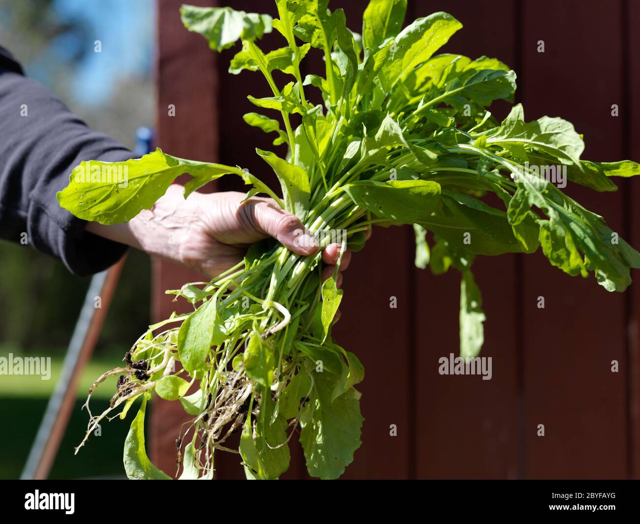 closeup of a hand holding just picked fresh home garden ruccola Stock ...