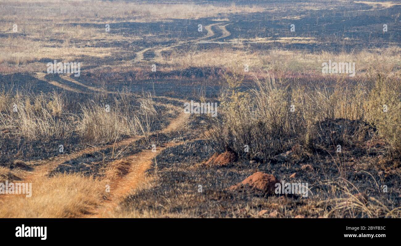 Highveld grass hi-res stock photography and images - Alamy