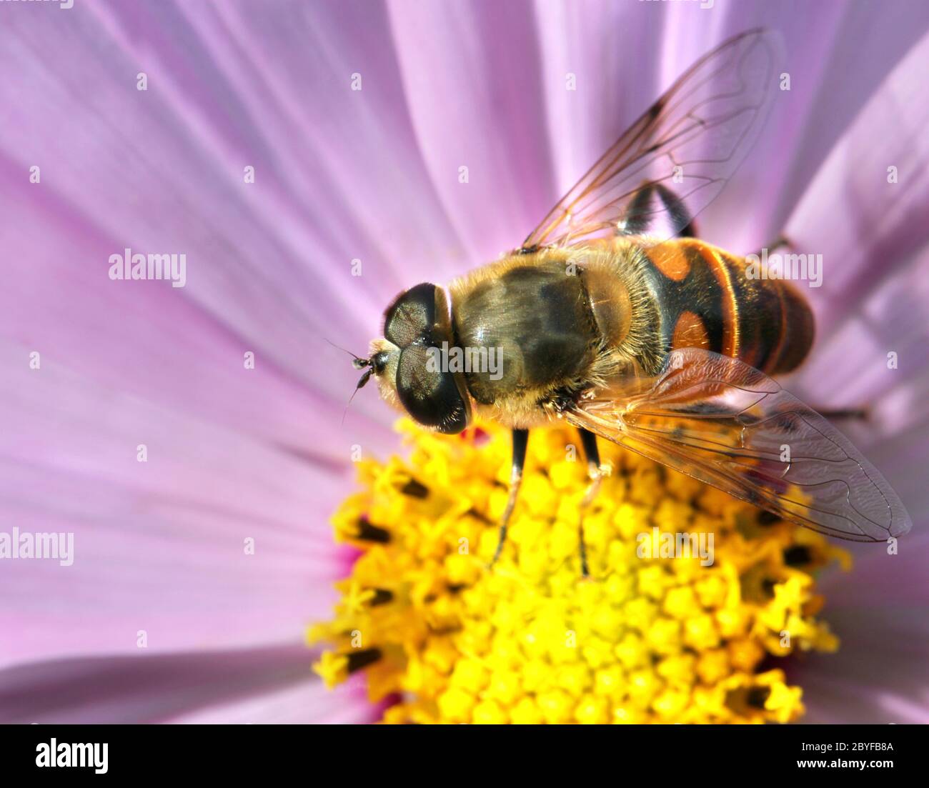 Flower sitting insect hi-res stock photography and images - Alamy