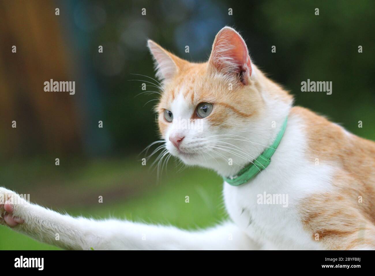Red and white domestic cat hi-res stock photography and images - Alamy