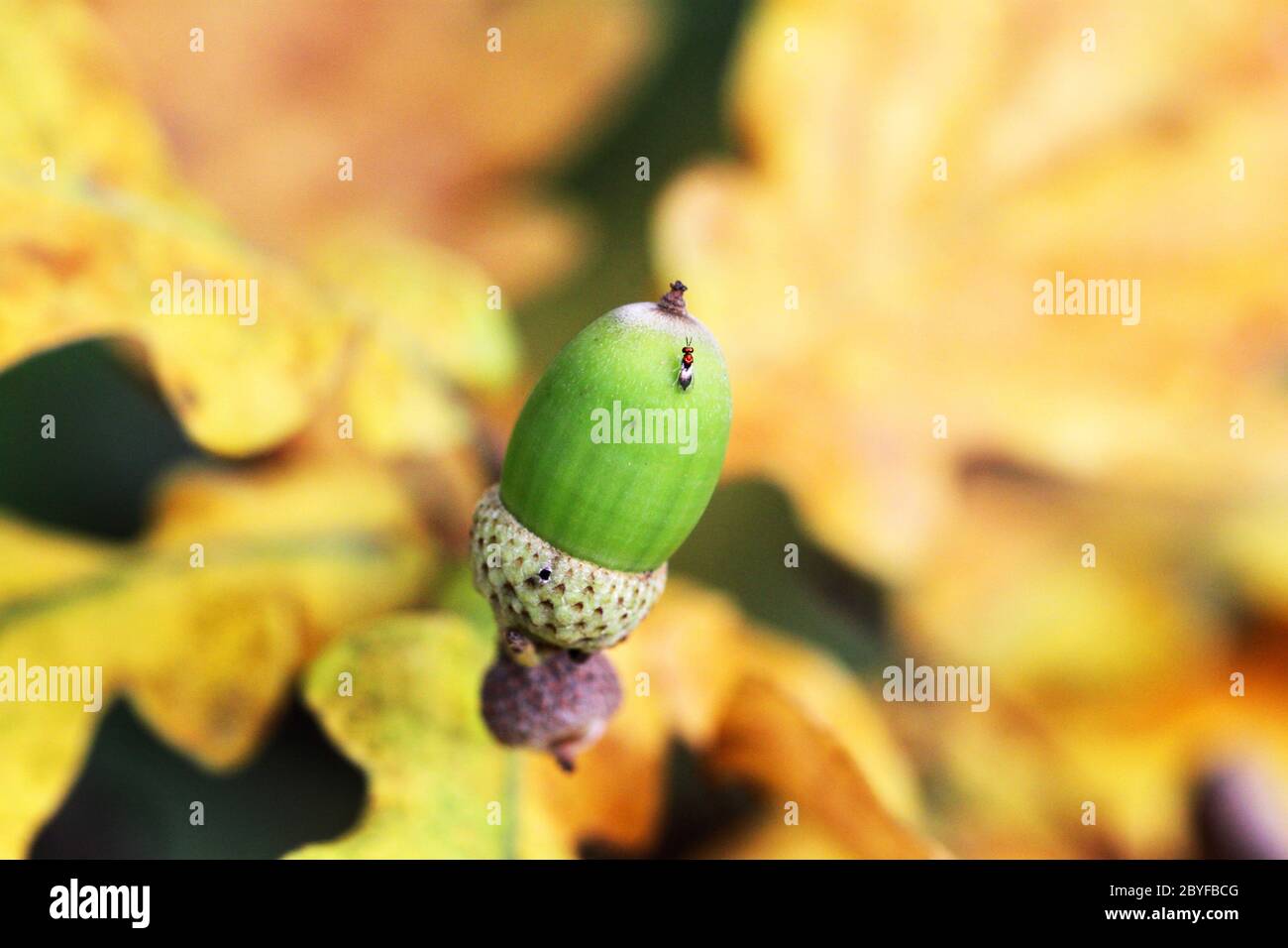 Acorn green hi-res stock photography and images - Alamy