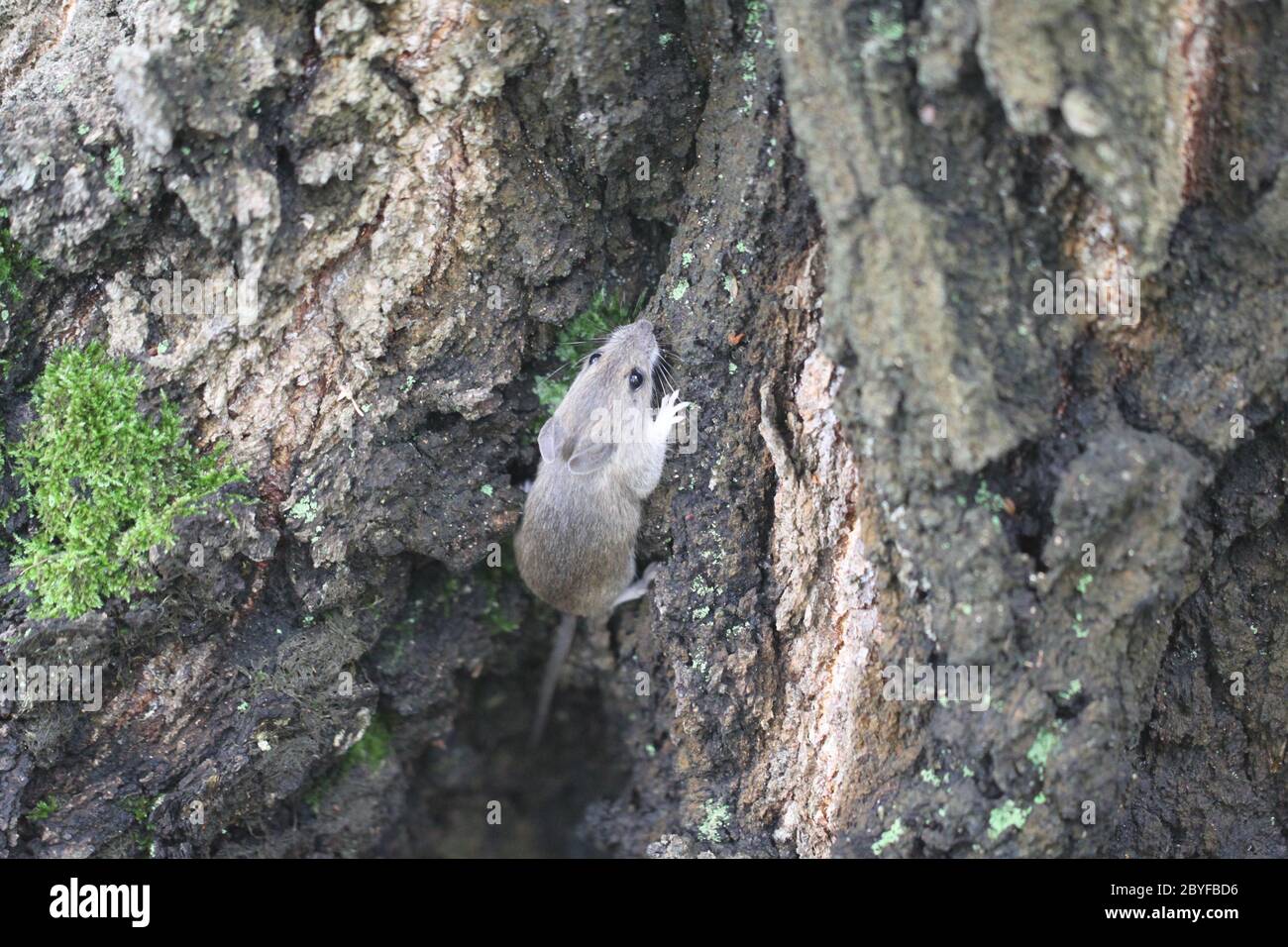 Tree mouse hi-res stock photography and images - Alamy