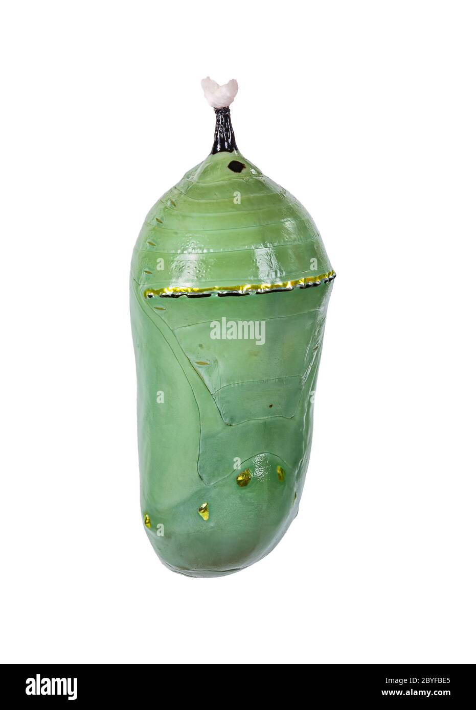 Pupa shell hi-res stock photography and images - Alamy