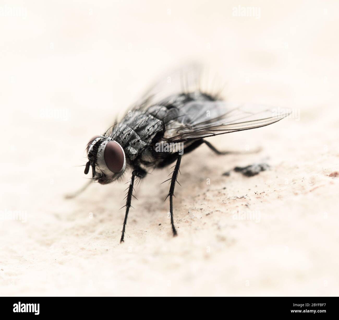 House fly close up macro hi-res stock photography and images - Alamy