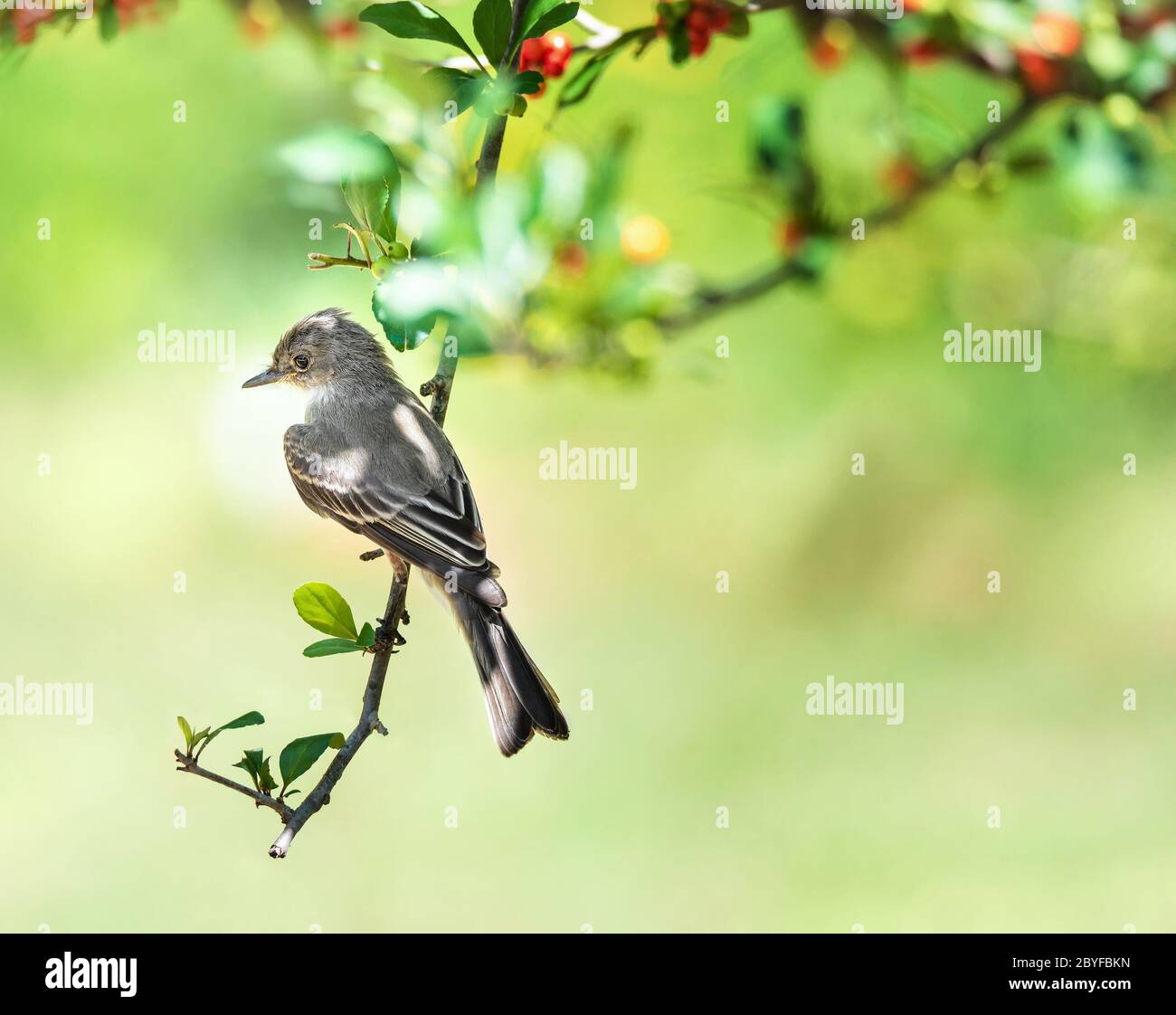 Northern Mockingbird (Mimus polyglottos) perched on a tree branch with ...