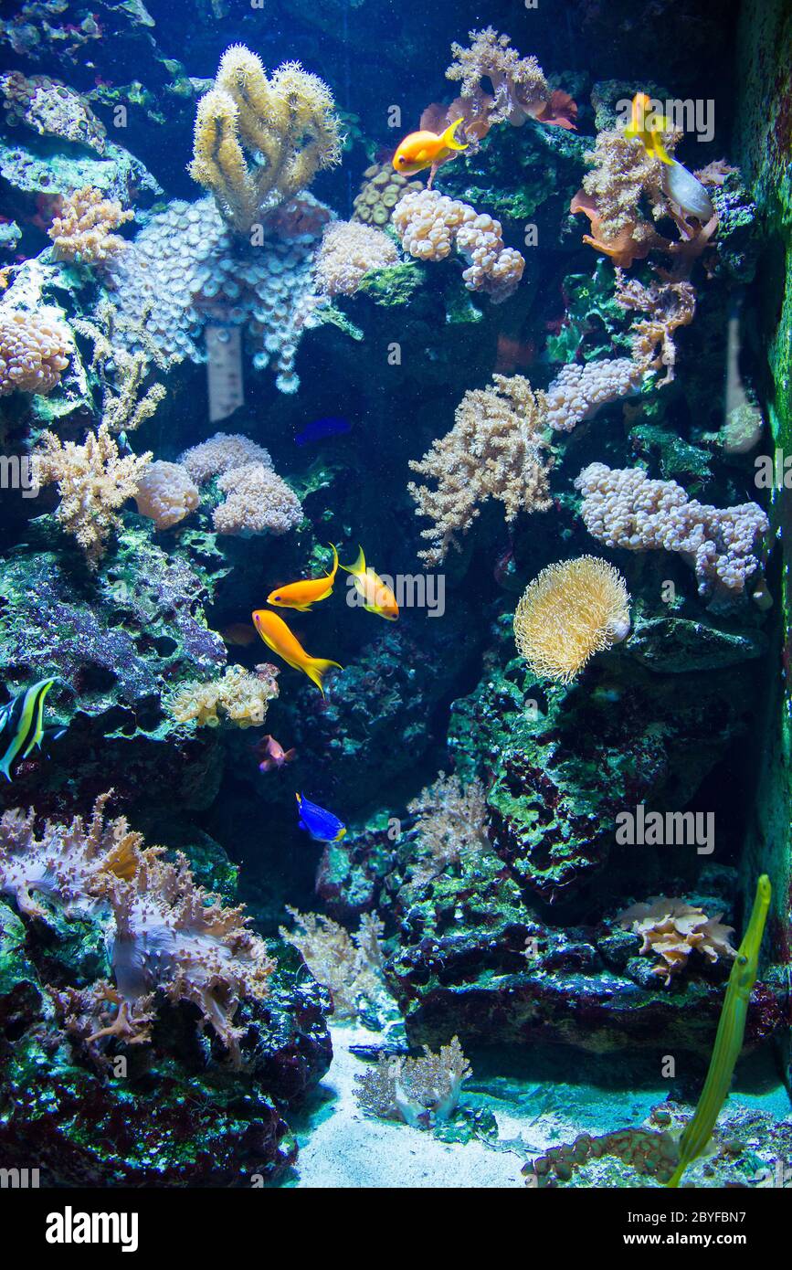 Tropical fish under the water Stock Photo - Alamy