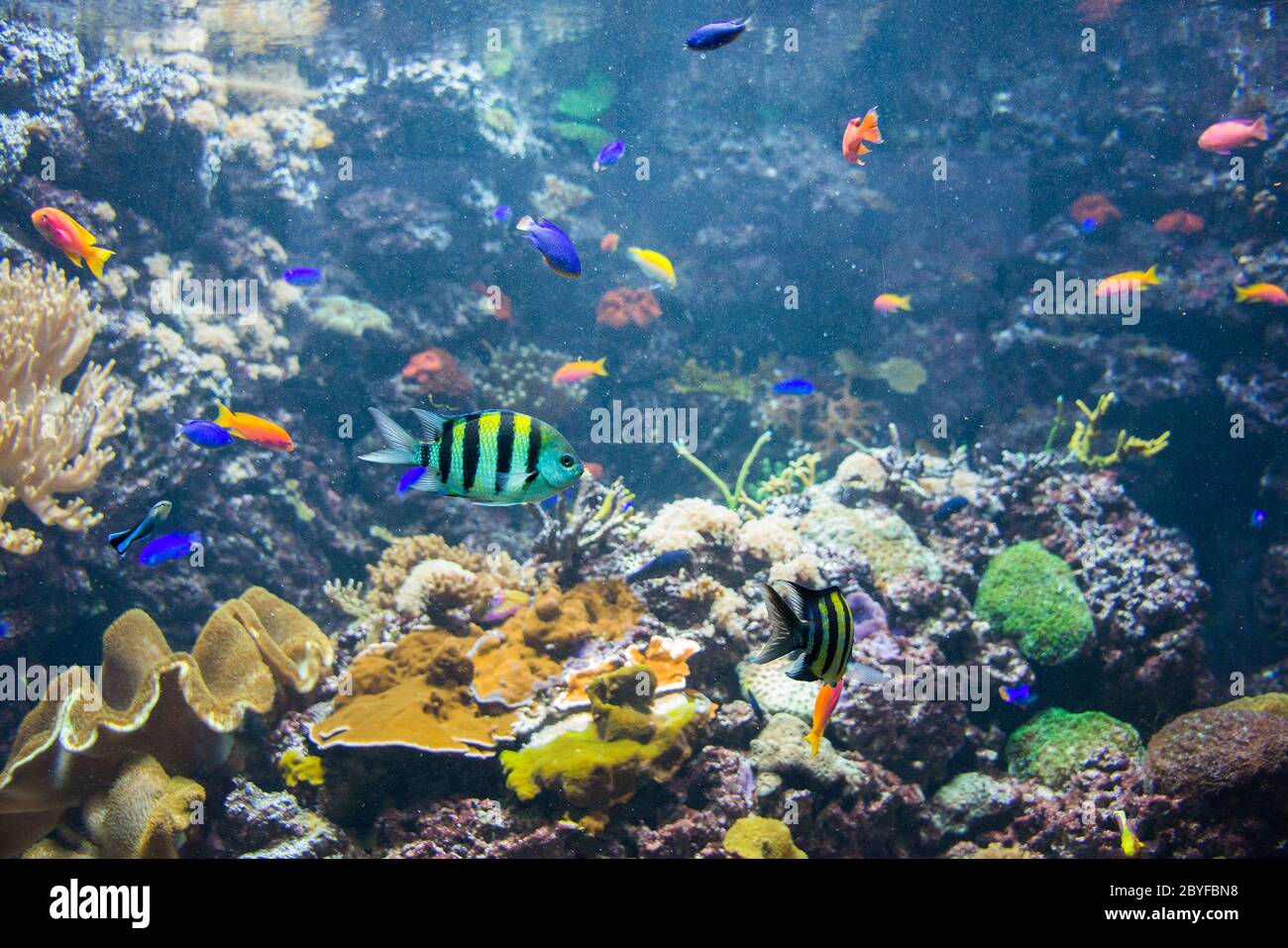 Tropical fish under the water Stock Photo - Alamy