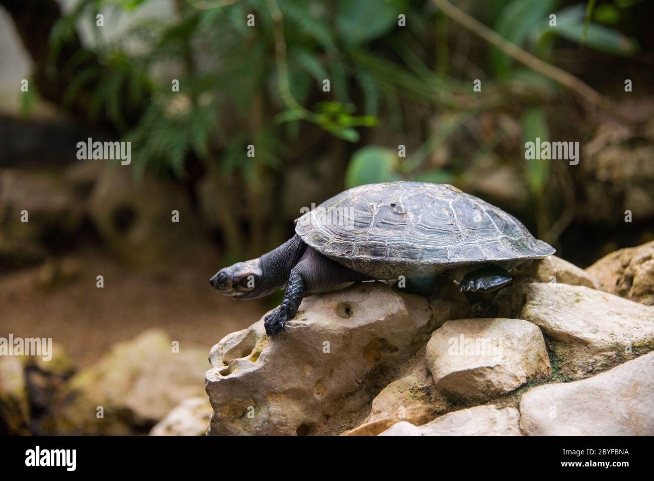 Turtle walking slowly across hi-res stock photography and images - Alamy