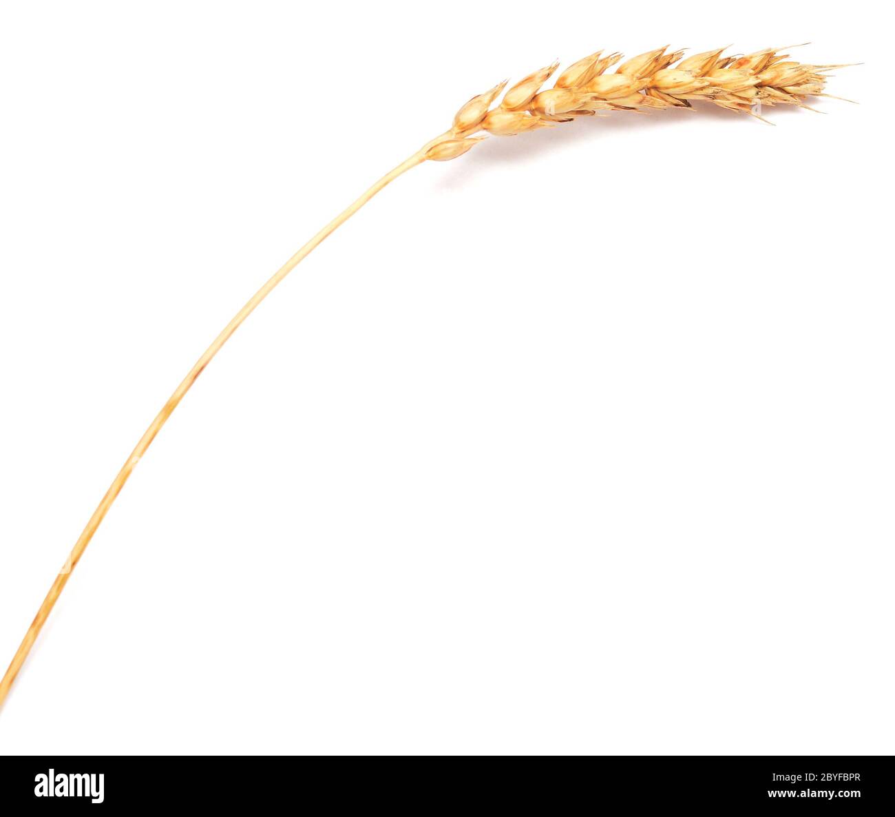 Wheat plant Cut Out Stock Images & Pictures - Alamy