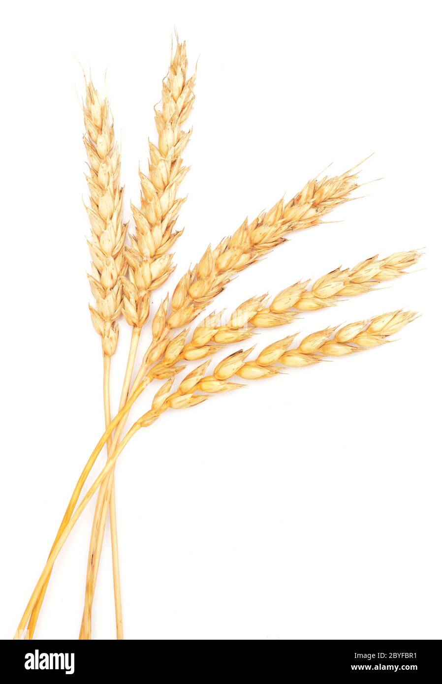 Agrarian wheat hi-res stock photography and images - Alamy