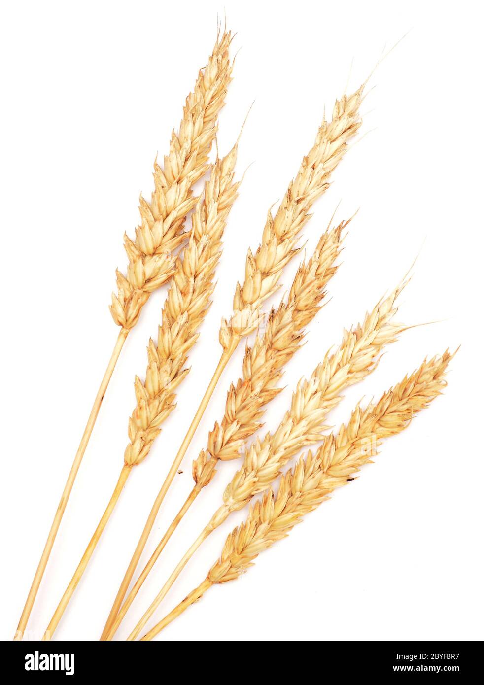 Seed head wheat hi-res stock photography and images - Alamy