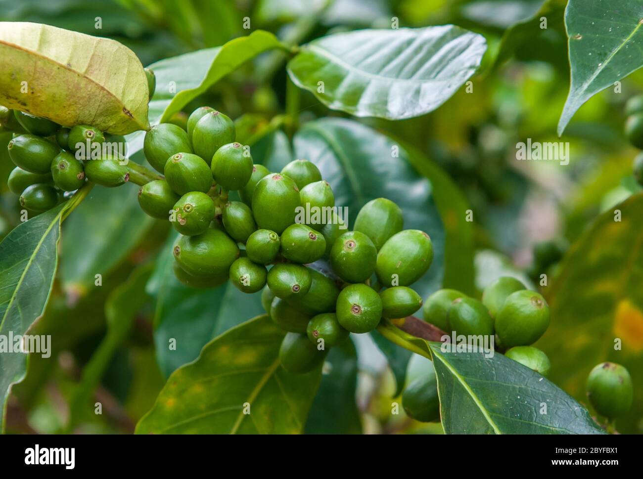 Coffee tree south america hi-res stock photography and images - Alamy