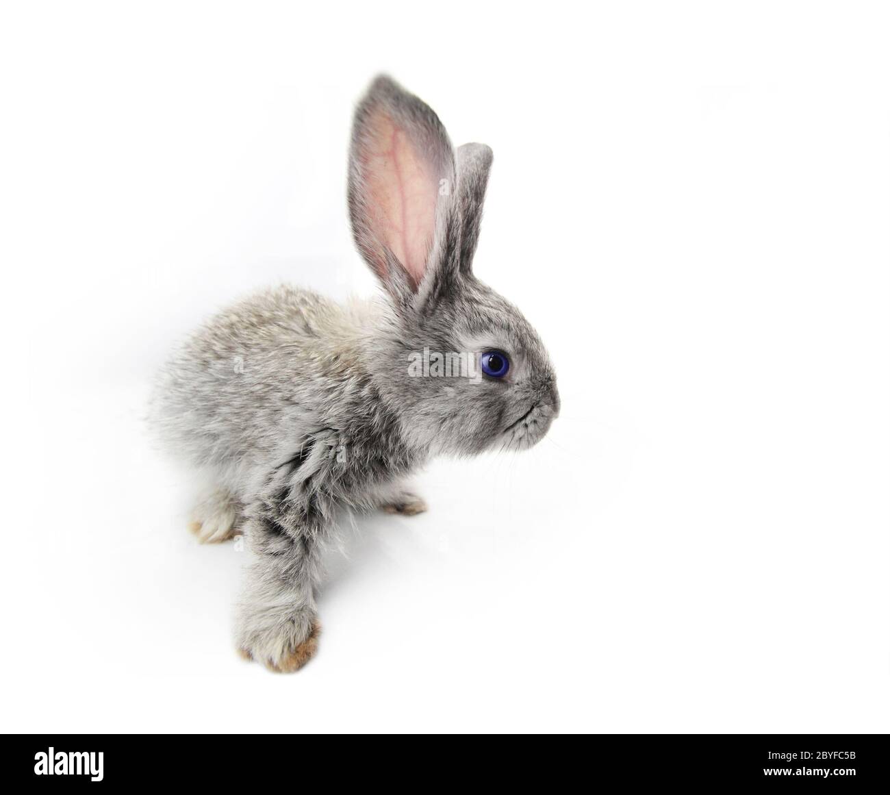 Gray rabbit bunny isolated on white background Stock Photo - Alamy