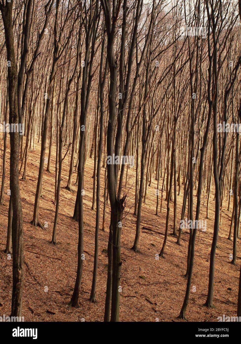 Daytime forest hi-res stock photography and images - Alamy
