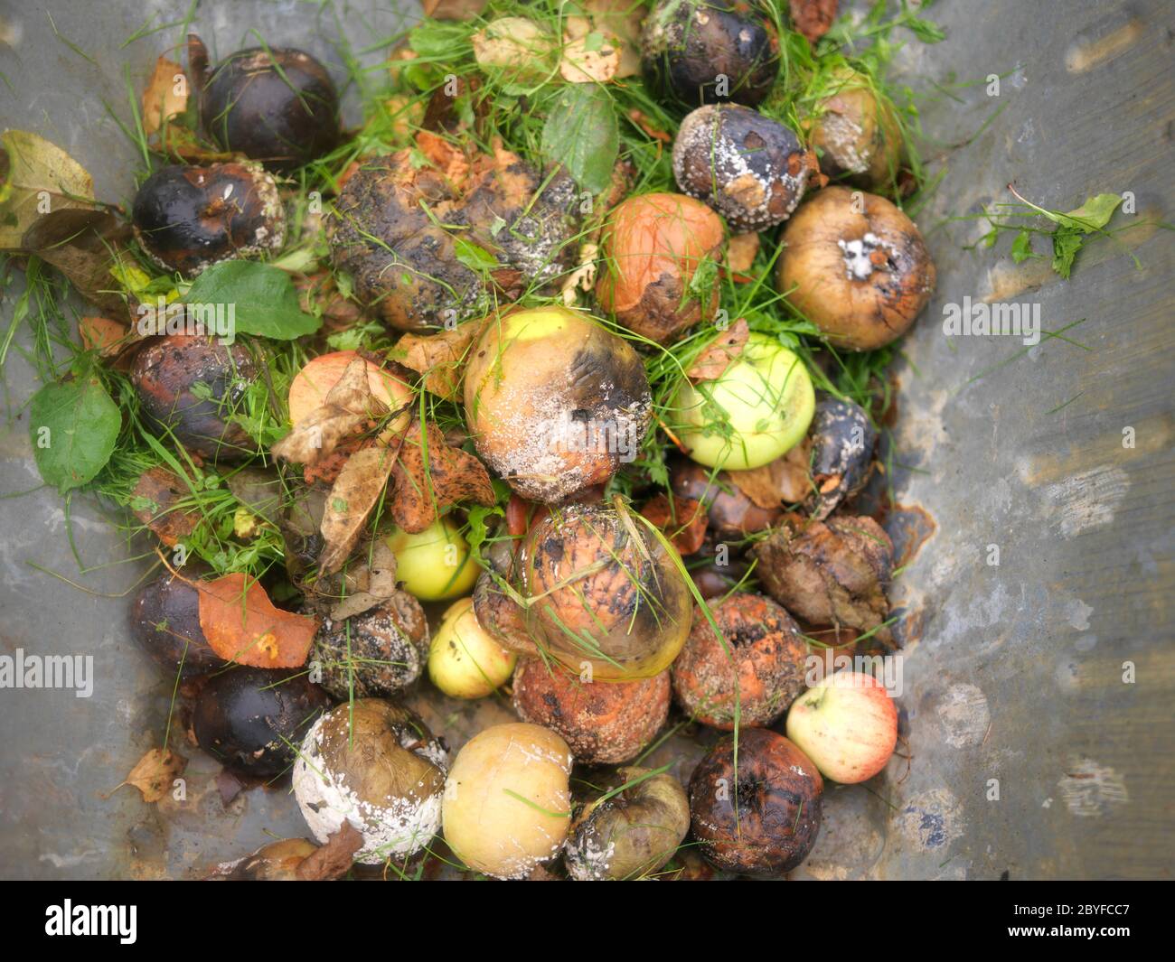 Bunch of decayed apples covered with mold, outdoor close-up Stock Photo ...