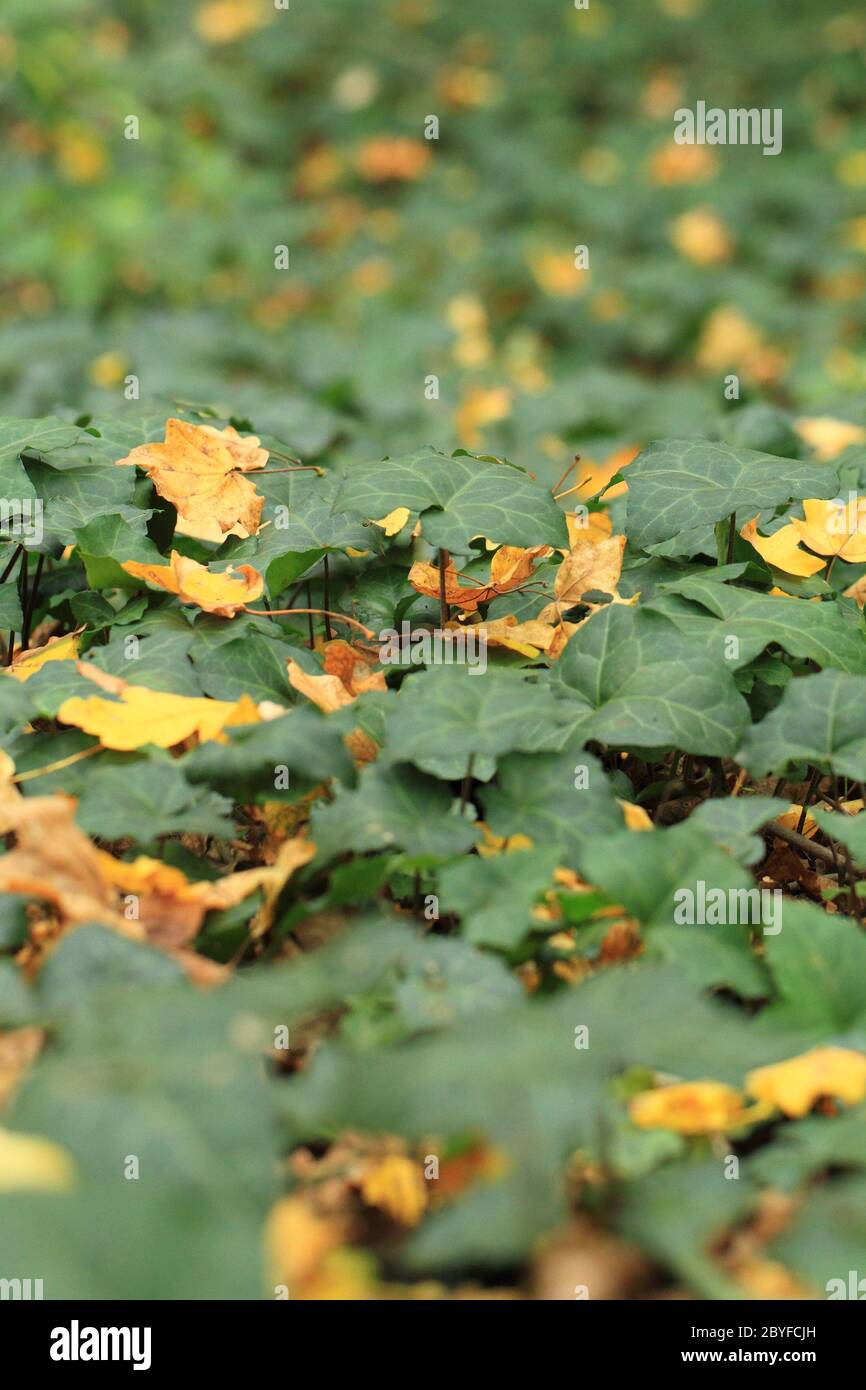 Dense vegetation cover hi-res stock photography and images - Alamy