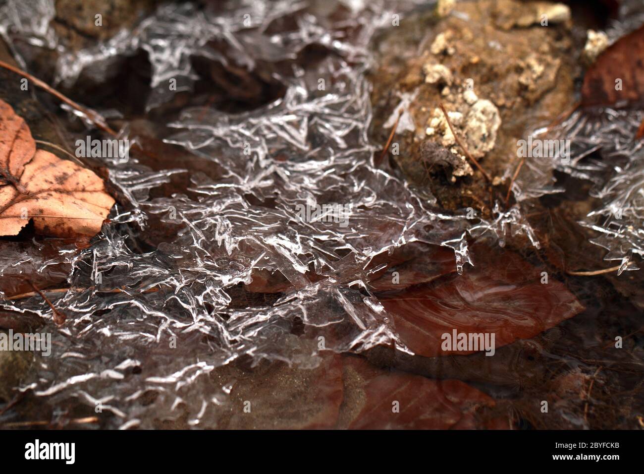 Leaves frozen in ice Stock Photo - Alamy