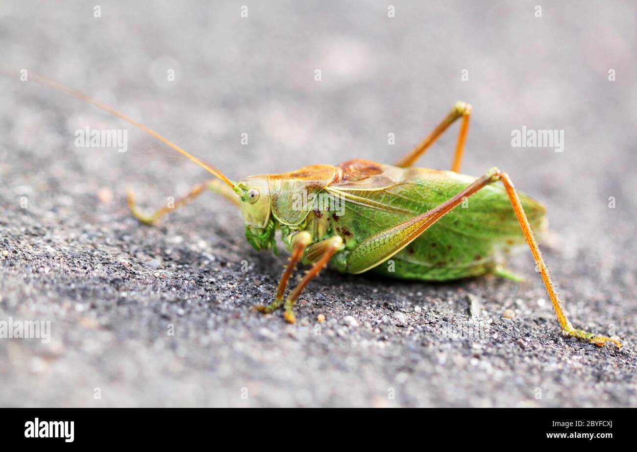 Big green locust close up hi-res stock photography and images - Alamy