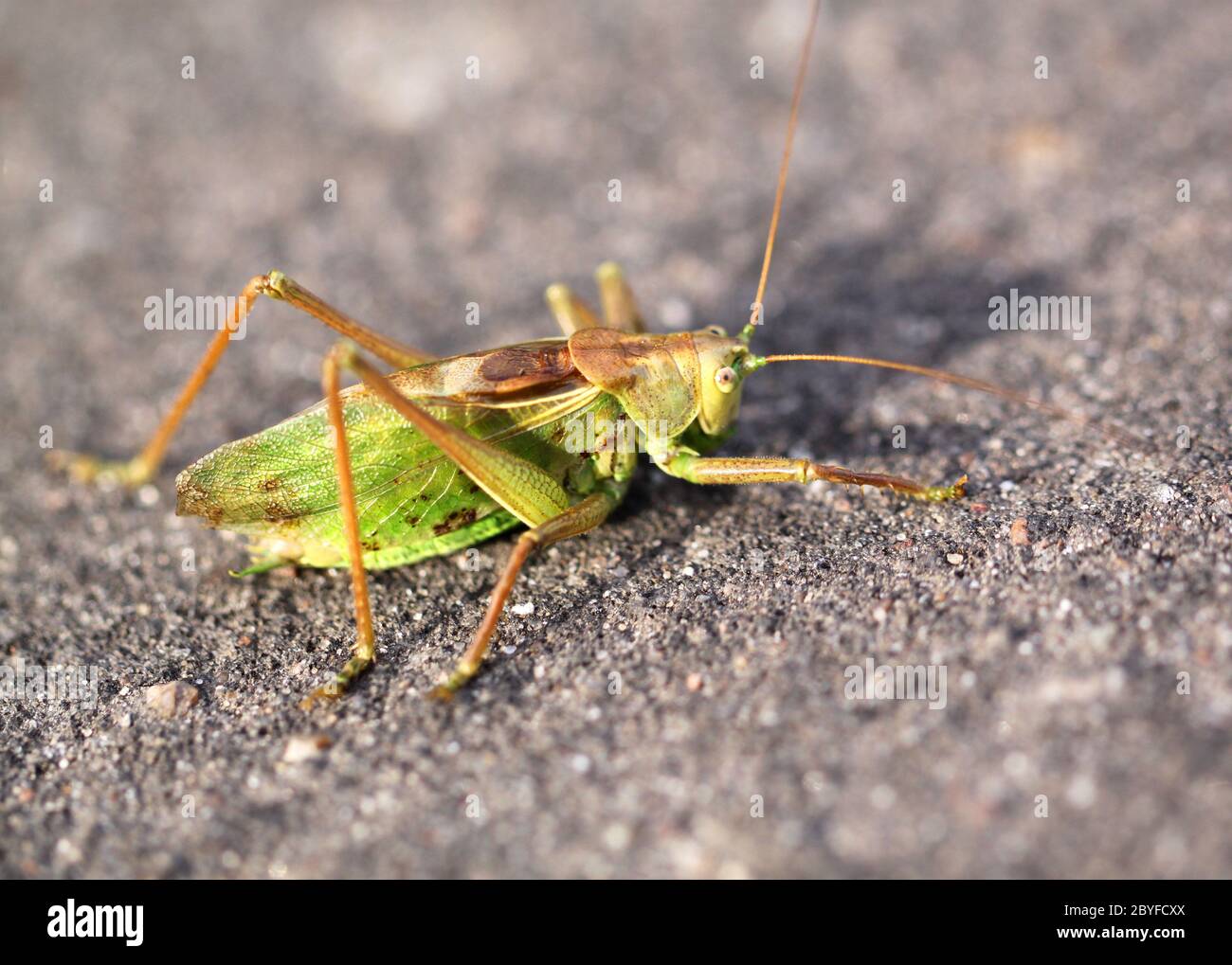 Big green locust close up hi-res stock photography and images - Alamy