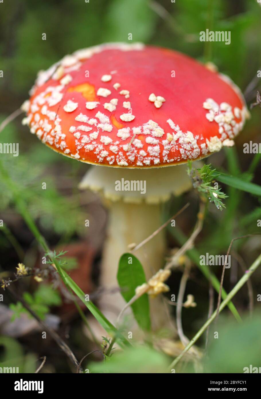 Fly agaric bright red cap hi-res stock photography and images - Alamy