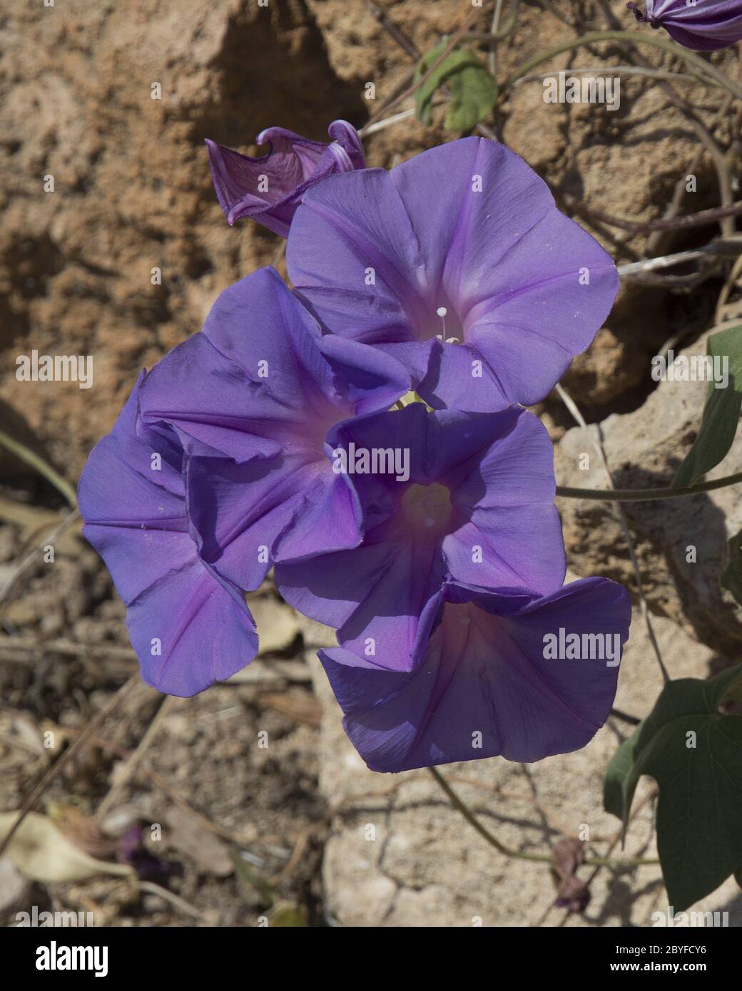 Violet Morning Glory High Resolution Stock Photography and Images - Alamy
