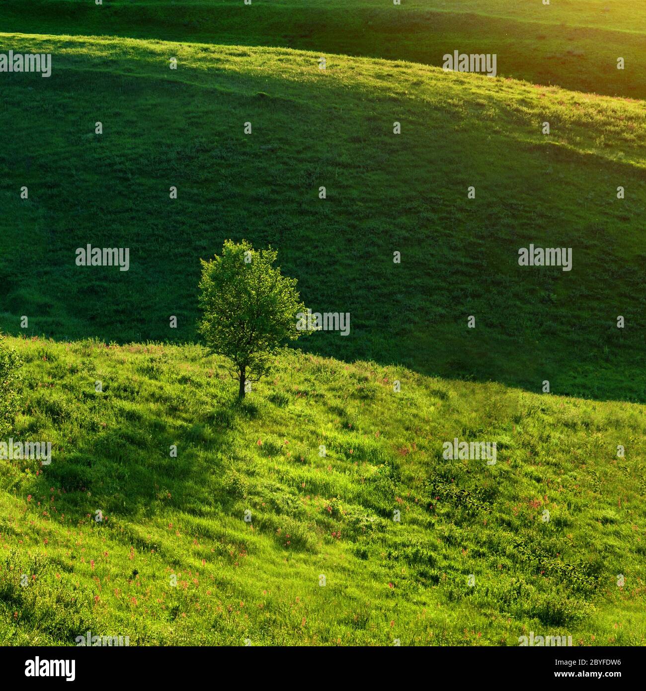 Green meadow and tree Stock Photo - Alamy