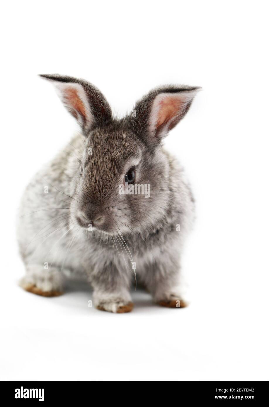 Gray rabbit bunny isolated on white background Stock Photo - Alamy