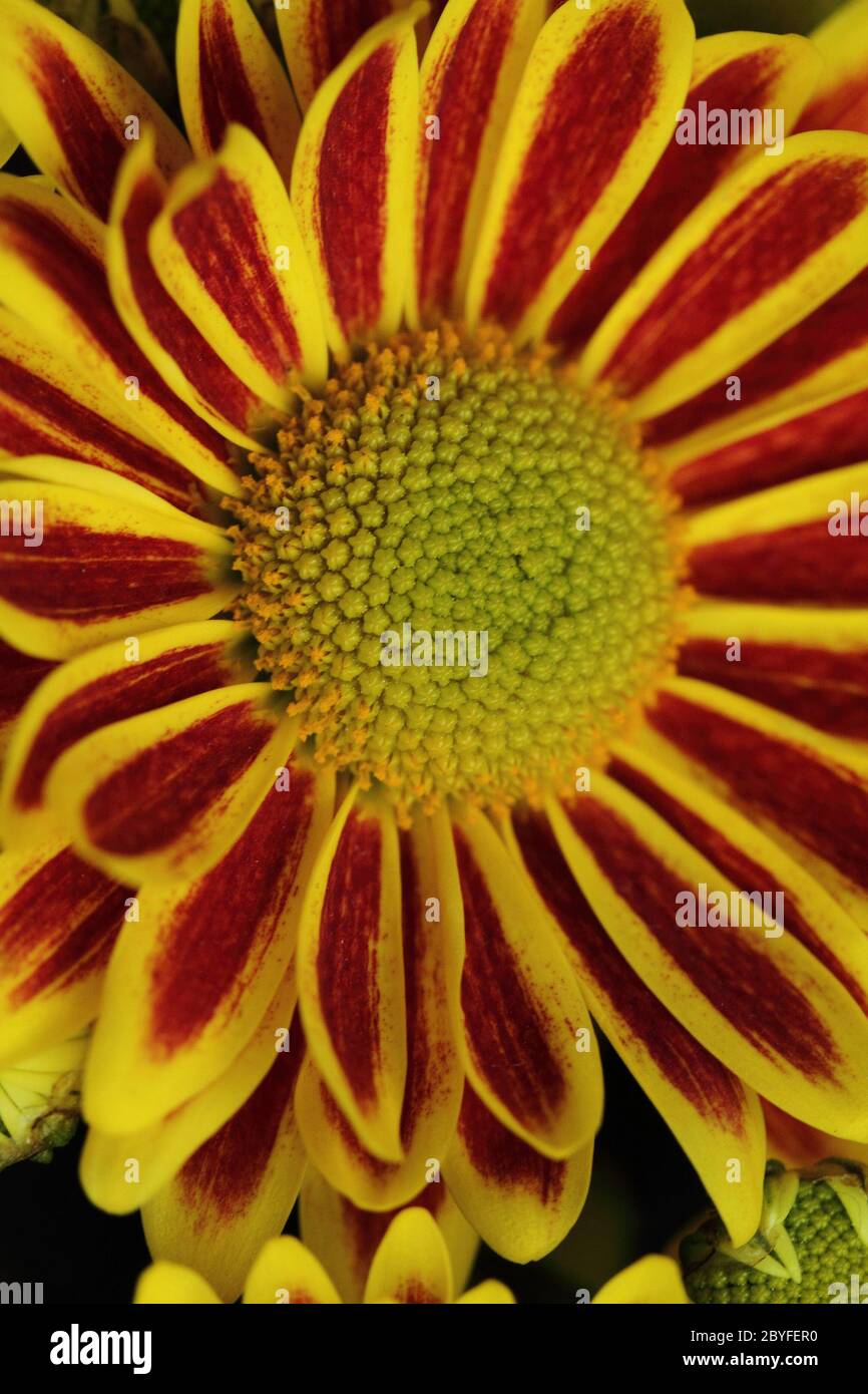 Red and yellow color in the morning hi-res stock photography and images ...