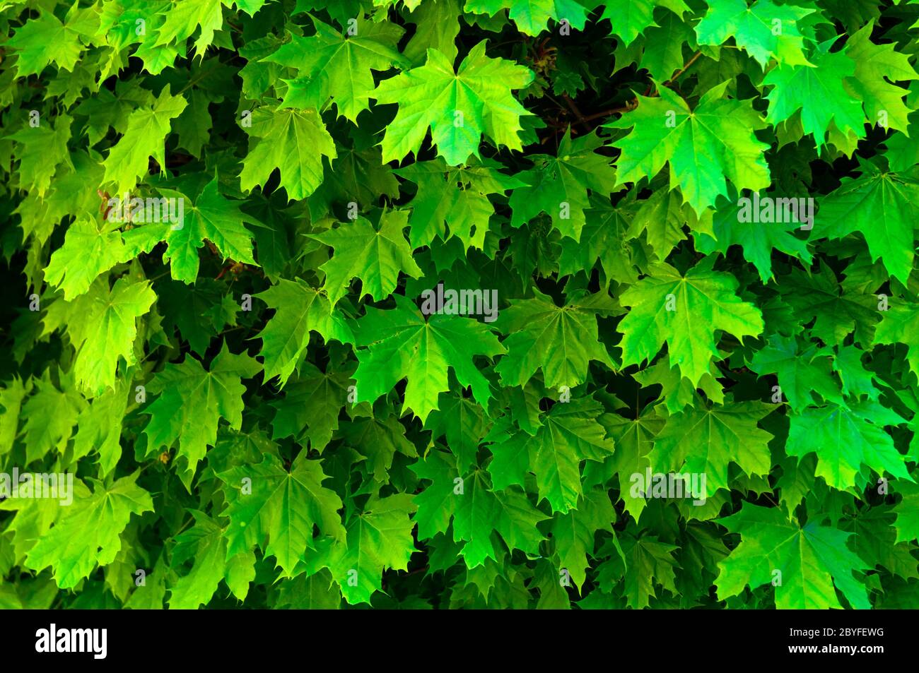 Fresh green maple leaf hi-res stock photography and images - Alamy