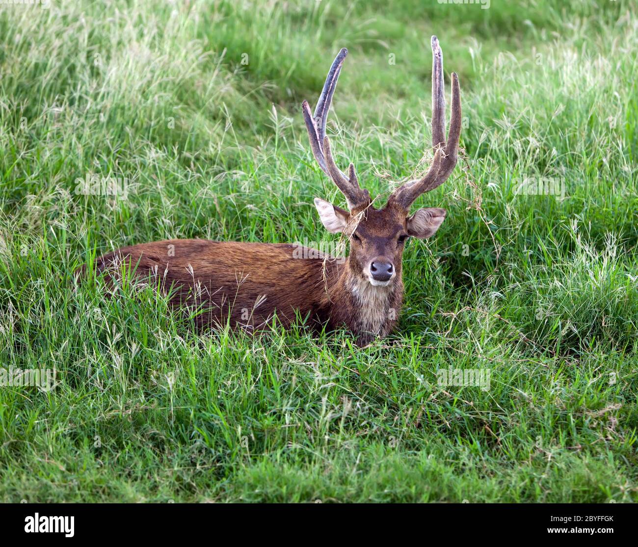 adult red deer Stock Photo - Alamy