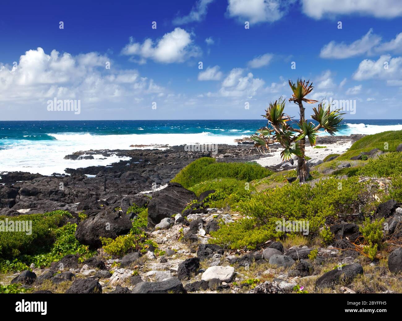 Mauritius. Tropical plants at the sea edge Stock Photo - Alamy