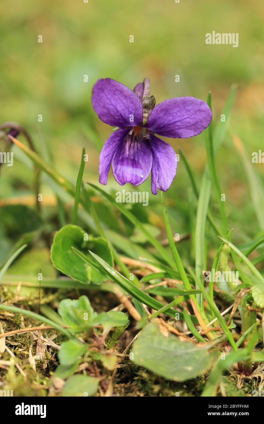 Three violet flowers hi-res stock photography and images - Alamy