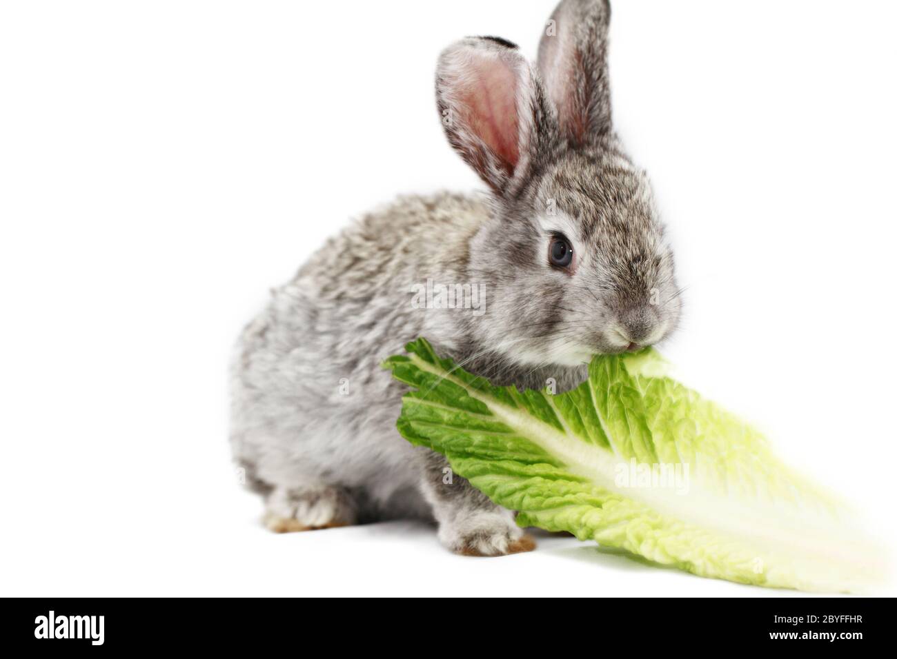 Gray rabbit bunny isolated on white background Stock Photo - Alamy